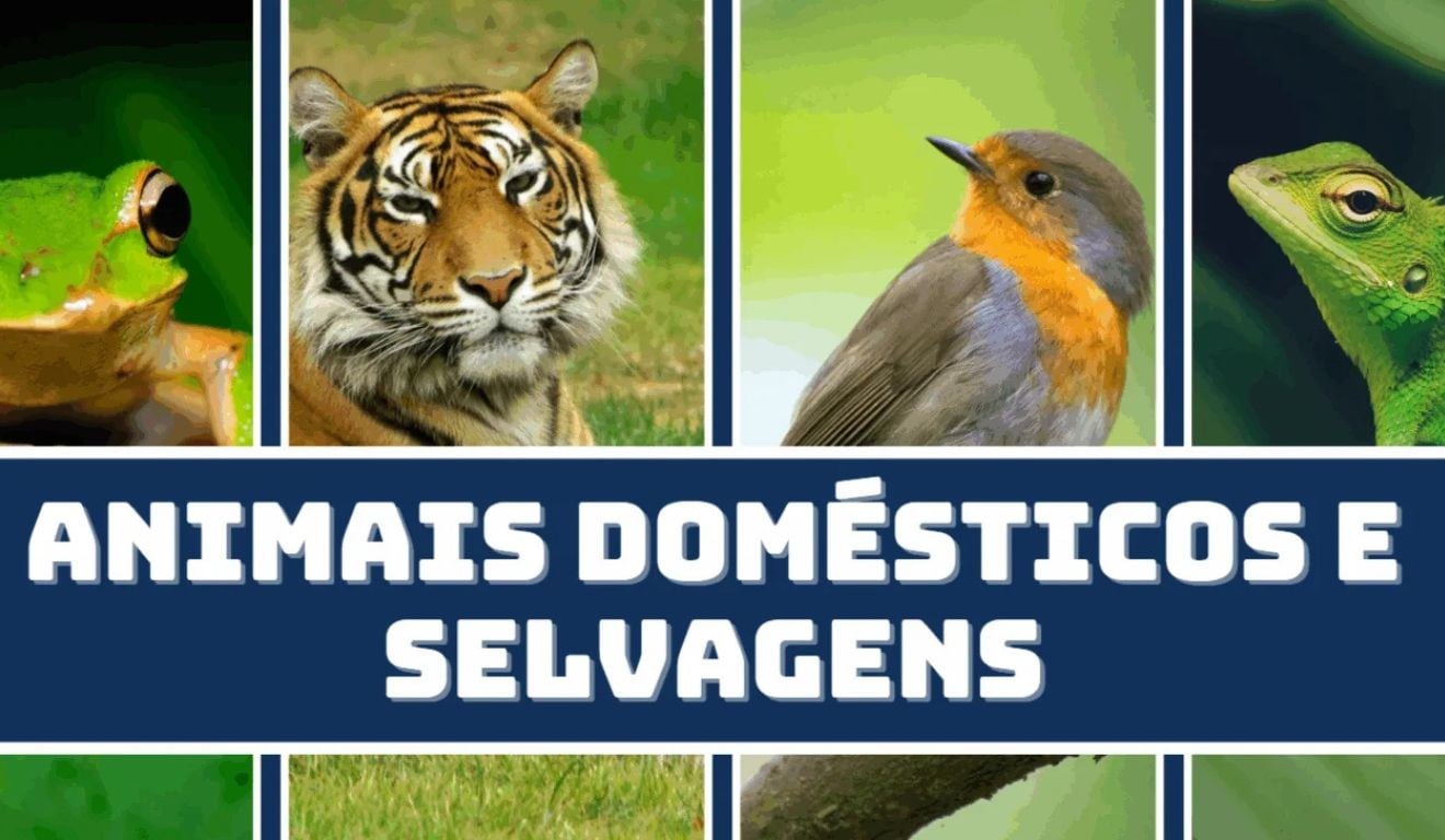 Atividade sobre Animais Domésticos e Selvagens para o 2º e 3º ano ...